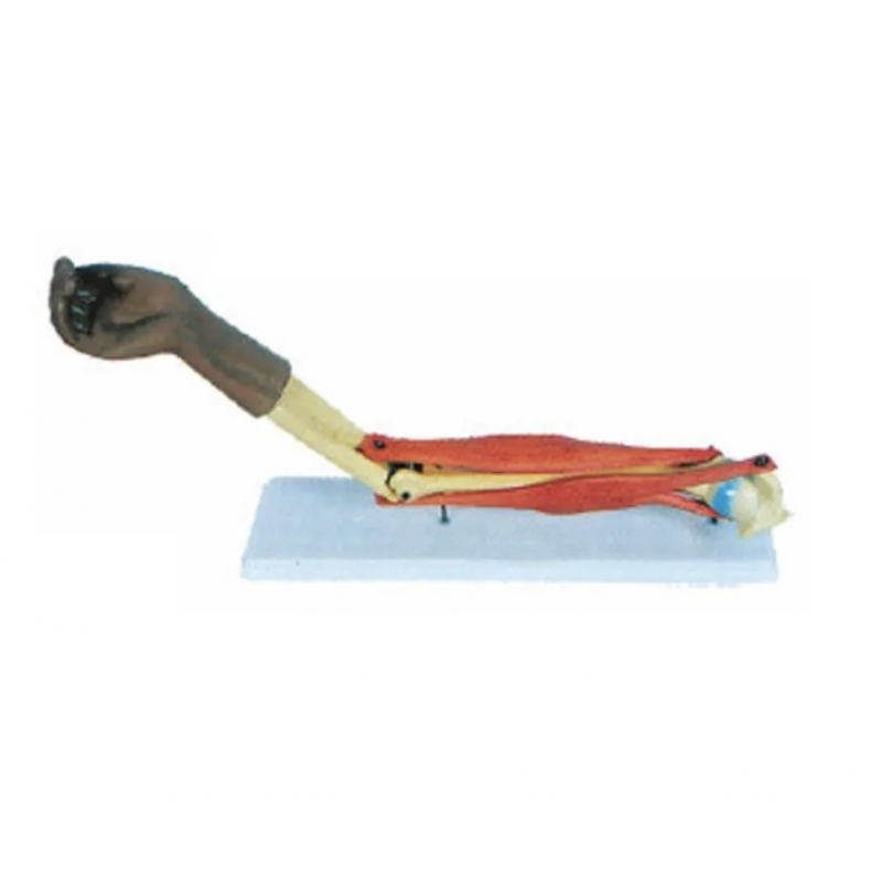 Functional Elbow Joint Model Myaskro